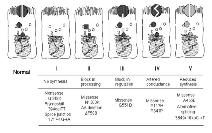 CF & Your Body – Toronto Adult Cystic Fibrosis Centre